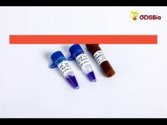 10× Tae DNA Electrophoresis Buffer In Gel M9022 500ml