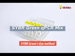 Aspetto incolore in tempo reale della miscela P2091 P2092 di verde QPCR di SYBR