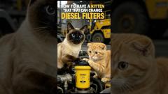 WHEN YOUR CAT IS A BETTER MECHANIC THAN YOU #diy #marinediesel #automobile#marineelectricals#machine