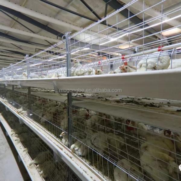 Quality H Type Automatic Broiler Chicken Cage with Hot Dip Galvanized Steel for sale
