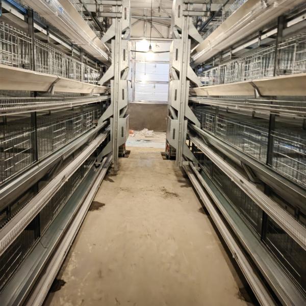 Quality H Type Automatic Broiler Chicken Cage with Hot Dip Galvanized Steel for sale