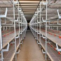China H-Type Hot Dip Galvanized Broiler Chicken Cage with 19×15mm Mesh and Steel Wire Support System for sale