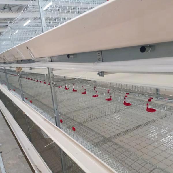 Quality H Type Automatic Broiler Chicken Cage with Efficient Feeding System for sale