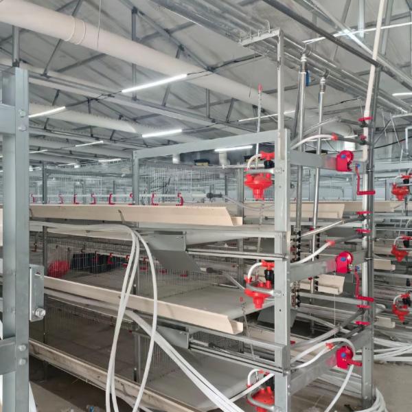 Quality H Type Automatic Broiler Chicken Cage with Efficient Feeding System for sale