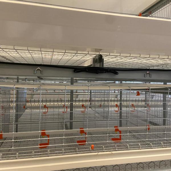 Quality H Type Automatic Broiler Chicken Cage with Efficient Feeding System for sale