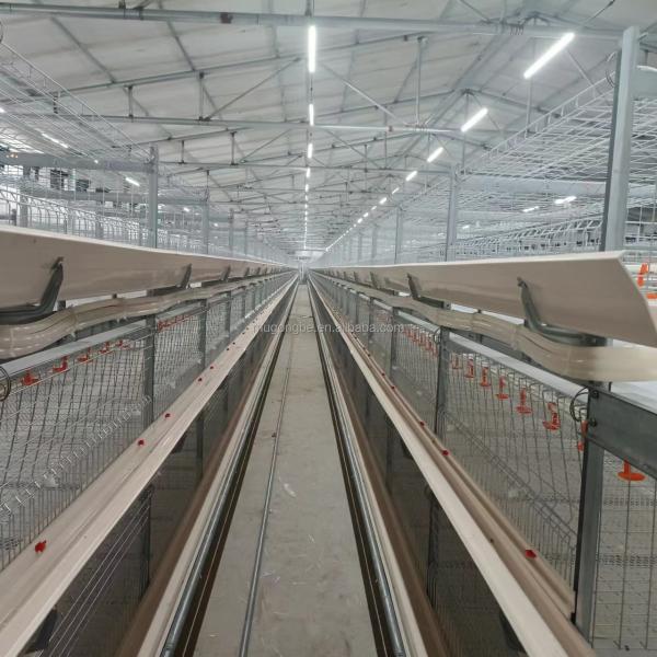 Quality H Type Automatic Broiler Chicken Cage with Efficient Feeding System for sale