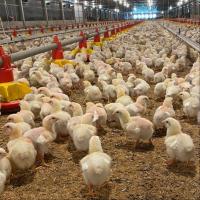 Quality Durable Poultry Farming Floor System for Broiler Chickens for sale