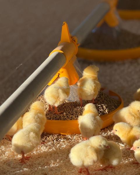 Quality Durable Poultry Farming Floor System for Broiler Chickens for sale