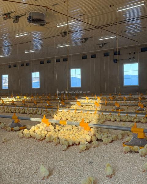 Quality Durable Poultry Farming Floor System for Broiler Chickens for sale