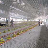 China Poultry Feeding & Drinking System for Broilers with 19×15mm & 25.4×19mm Mesh Grids for sale