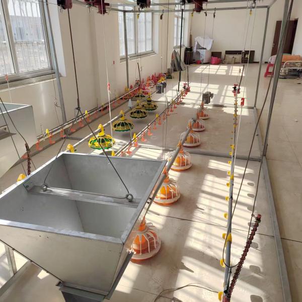 Quality High Quality Poultry Feeding and Drinking System for Broilers for sale