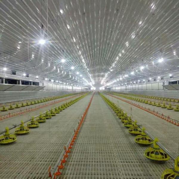 Quality High Quality Poultry Feeding and Drinking System for Broilers for sale