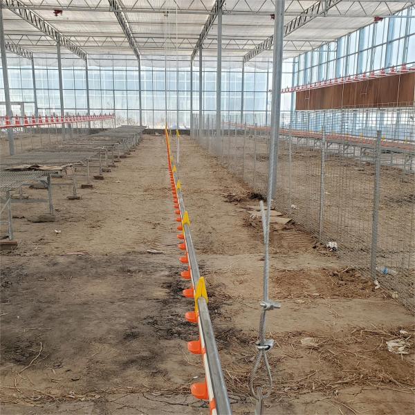 Quality Poultry Farming Floor System with Feeders and Drinkers for Broilers for sale