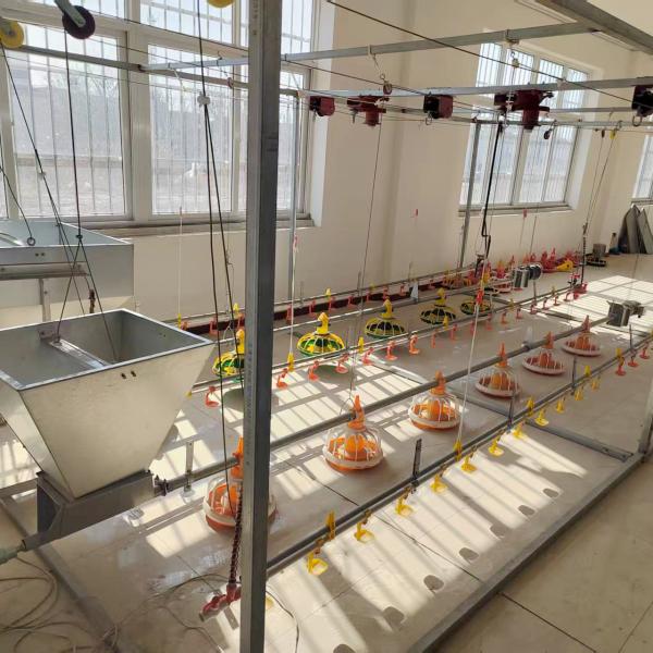 Quality Wholesale Poultry Floor System with Automatic Feeders and Drinkers for sale