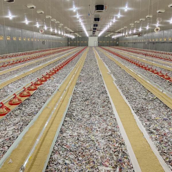 Quality Best Price Broiler Chicken Floor System for Large Poultry Farms for sale