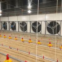 Quality Automatic Broiler Chicken Floor System for Poultry Business for sale