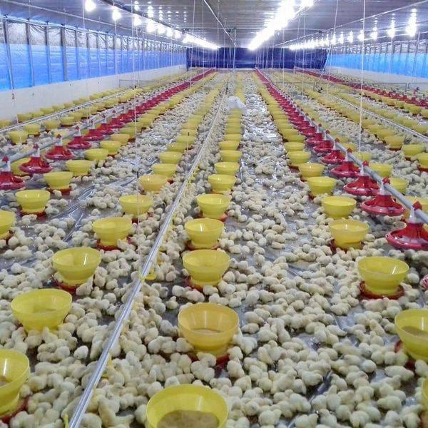 Quality Long Lasting Poultry Floor System with Automatic Feeders for Broilers for sale