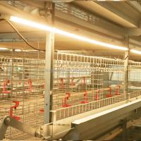China Complete Automatic Pullets Rearing Chicken Brooding Cage System with 19×15mm & 25.4×19mm Mesh for 1000+ Chickens for sale