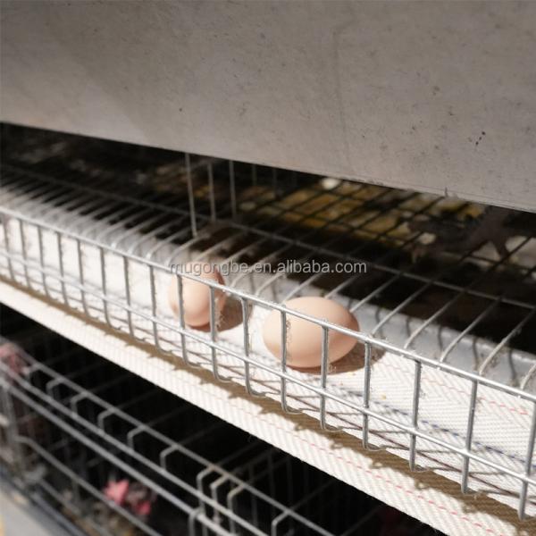 Quality Layer Chicken Farming Automated H Frame Type 3 Tiers 4 Tiers Hen Layer Cage for sale