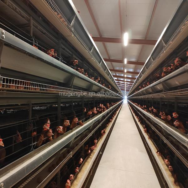Quality Automation Egg Layer Farming Chicken Cage for Poultry Farm Chicken House for sale