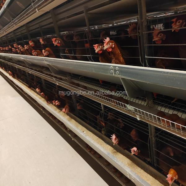Quality Automation Egg Layer Farming Chicken Cage for Poultry Farm Chicken House for sale