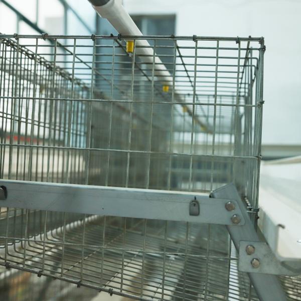 Quality Automatic A-Type Battery Cage Equipment for Laying Chickens & Eggs Henhouse for for sale