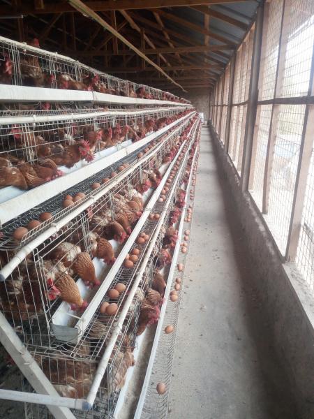Quality Layer Chicken Battery Cage for Chicken Breeding for sale