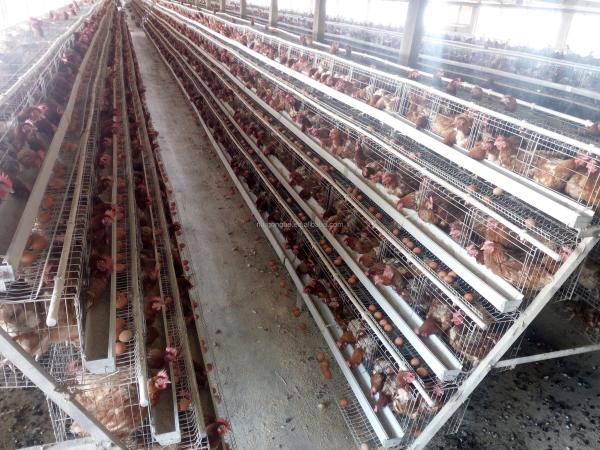 Quality Layer Chicken Battery Cage for Chicken Breeding for sale