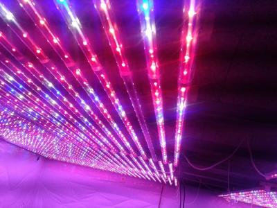 Cina luci progressive blu e rosse di lunghezza d'onda 450 o 660 del LED della pianta per agricoltura in vendita