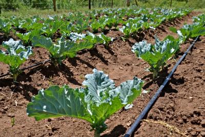 Cina Linea di produzione piana del tubo dell'irrigazione a goccia di 180 M/Min con il servomotore di Siemens in vendita