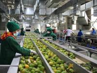 China High Quality Customized Mango Juice Processing Machine Mangga/Mango Pulp Production Plant Mango Processing Line Sus304/316 for sale
