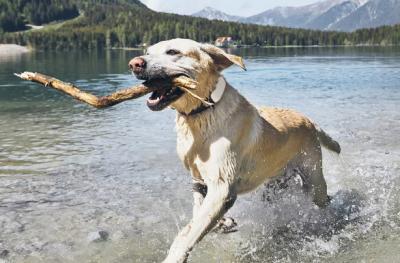 China Dispositivo de rastreamento GPS 4G à prova d'água para animais de estimação luz inteligente para cães e gatos à venda