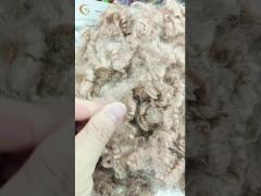 Polyester Staple Fiber 008