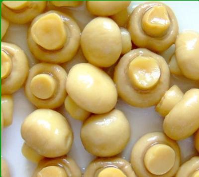 China Canned  Mushroom whole fresh nutrition mushroom for sale