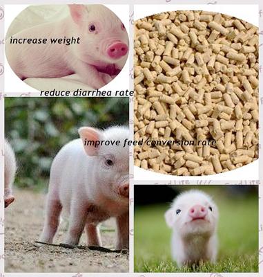 China Non-toxic feed grade free flowing white powder Calcium Formate 98% for sale