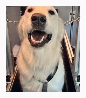 Cina Altri Tipo di articolo Cammino per cani per amici a quattro zampe di diverse dimensioni in vendita