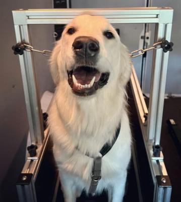 China Customized SAP Weight Steel Dog Exercise Equipment for Large Dog Training Performance for sale