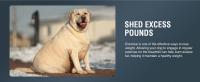 China Loading Quantities 20 GP 70 Sets Dog Treadmill Pets Treadmill for Pit Bull for sale