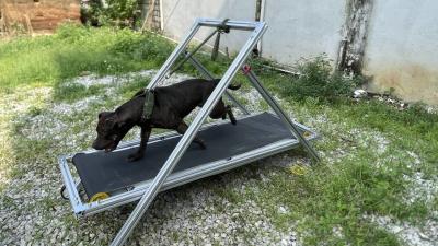 中国 持続可能なランニングトレーニングのための調整可能な犬のカーペットミール 20GP 負荷 70セット 販売のため