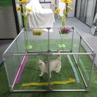 China Large Space 8/10/12 Panels Dog Playpen with Button Closure and Solid Animal Pattern for sale