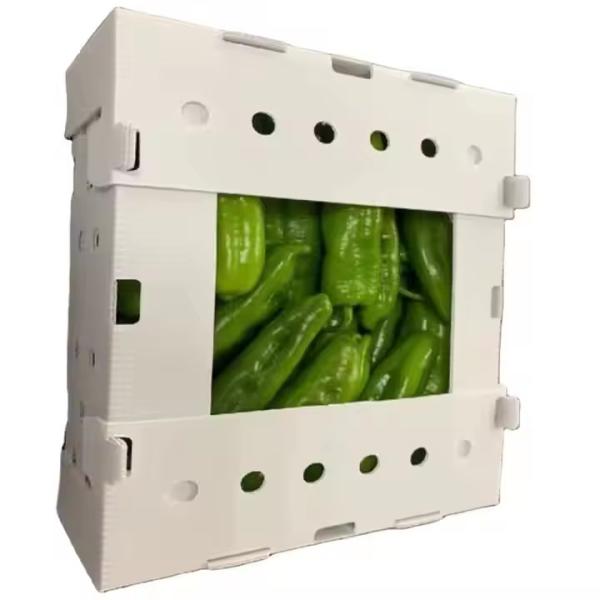 Quality Folding Fluted Polypropylene Plastic Fresh Okra Box for Packing Storage for sale