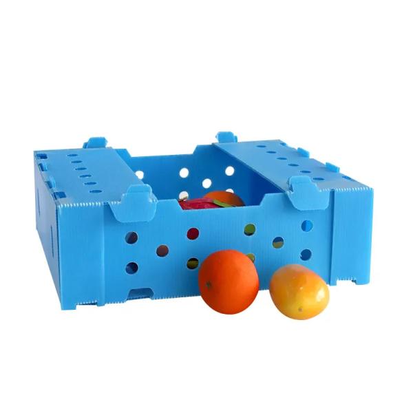Quality Folding Fluted Polypropylene Plastic Fresh Okra Box for Packing Storage for sale