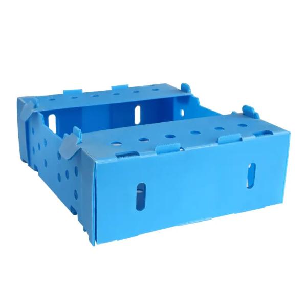 Quality Folding Fluted Polypropylene Plastic Fresh Okra Box for Packing Storage for sale