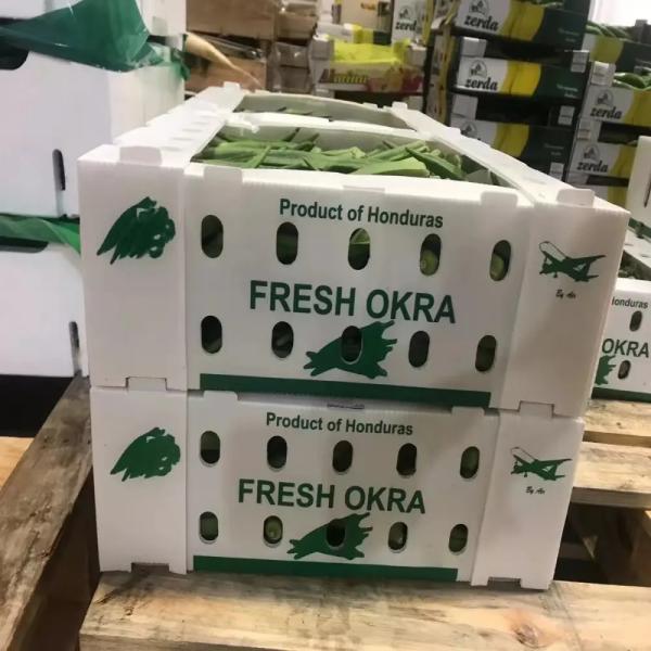 Quality Foldable Corrugated Polypropylene Plastic Fresh Okra Packing Box for sale