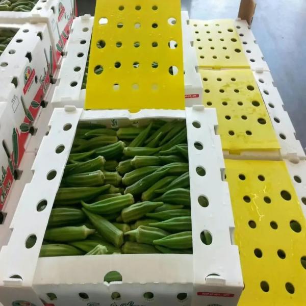 Quality Foldable Corrugated Polypropylene Plastic Fresh Okra Packing Box for sale