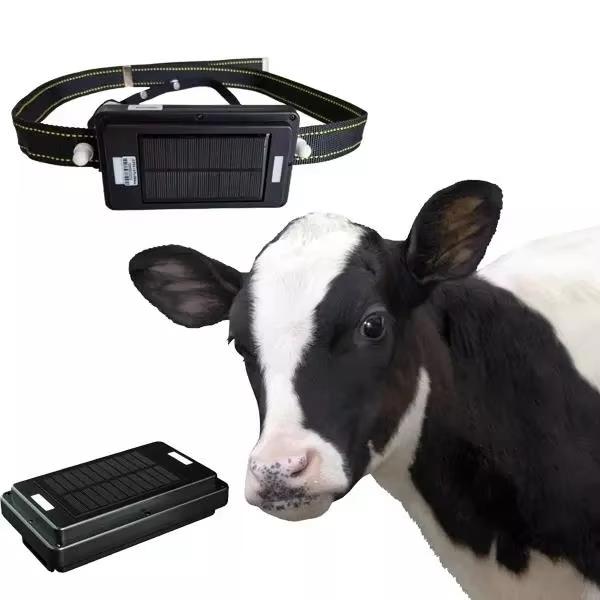 Long Battery Life 20000mAh Solar Power Collar GPS Tracking for Livestock Cows Waterproof IP67 GPS Tracker 4G Tracker for Cattle
