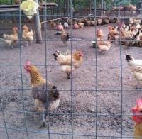 China Multi Purpose 20x20 Galvanized Square Mesh Non Destructive Fence for sale