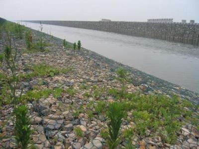 Cina La rete metallica del gabbione verde anticorrosivo può essere piantata fiume del rivestimento in vendita