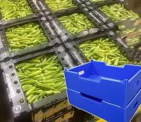 China Impact Resistant Plastic Shipping Box 50kg Capacity Reusable Vegetable Boxes Lightweight Corrugated PP for sale