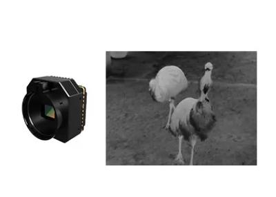 China Uncooled Infrared Thermal Security Monitoring Camera Module With Optional Lens for sale